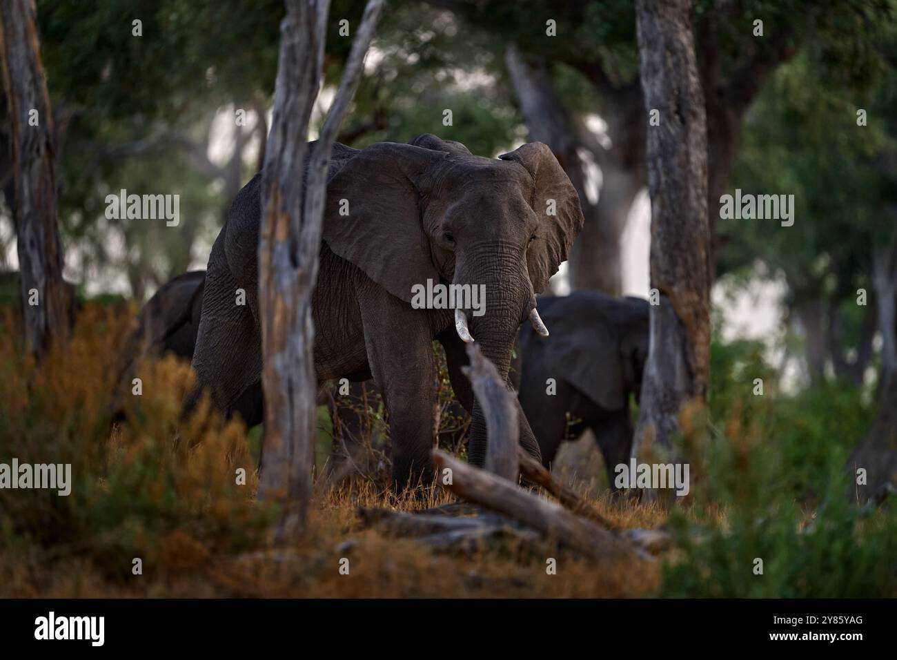 Elephant feeding tree branch. Khwai river forest with elephants ...