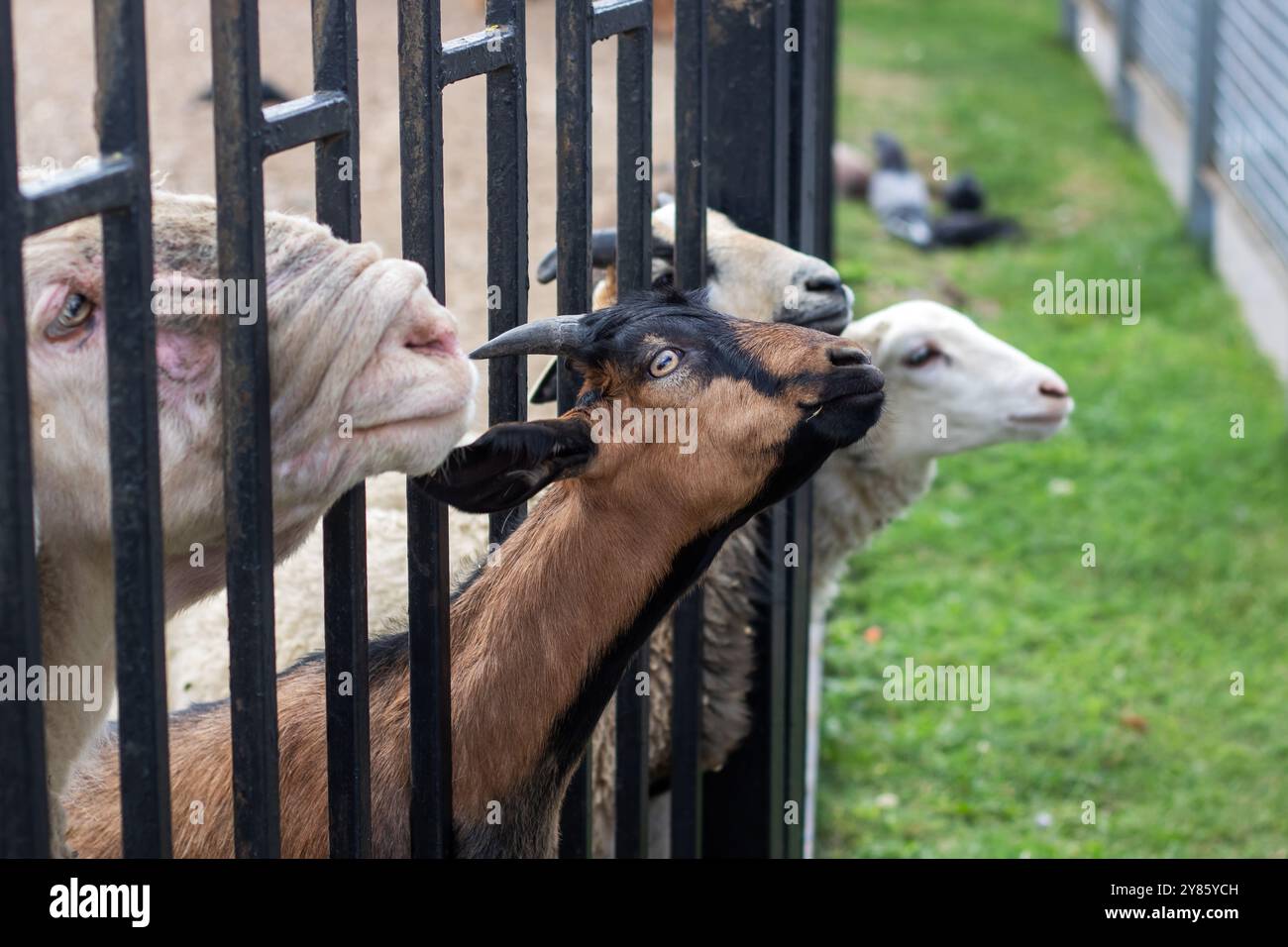 A group of goats can be observed standing behind a fence, curiously ...