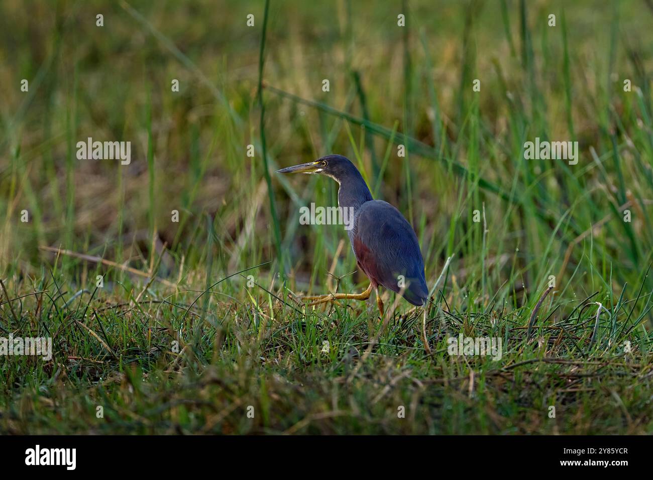 Rufous-bellied heron, Ardeola rufiventris, bird in the grass near the ...