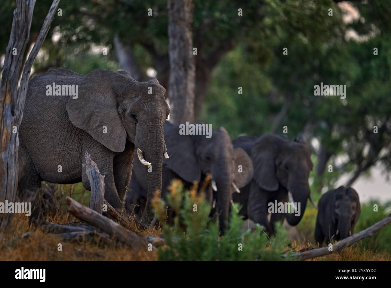 Elephant feeding tree branch. Khwai river forest with elephants ...