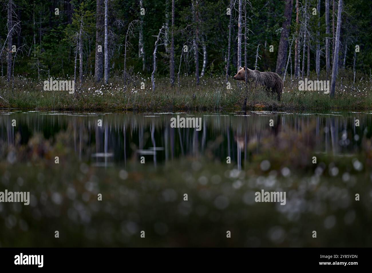 Europe wildlife, brown bear. Night in taiga, brown bear cub on the ...