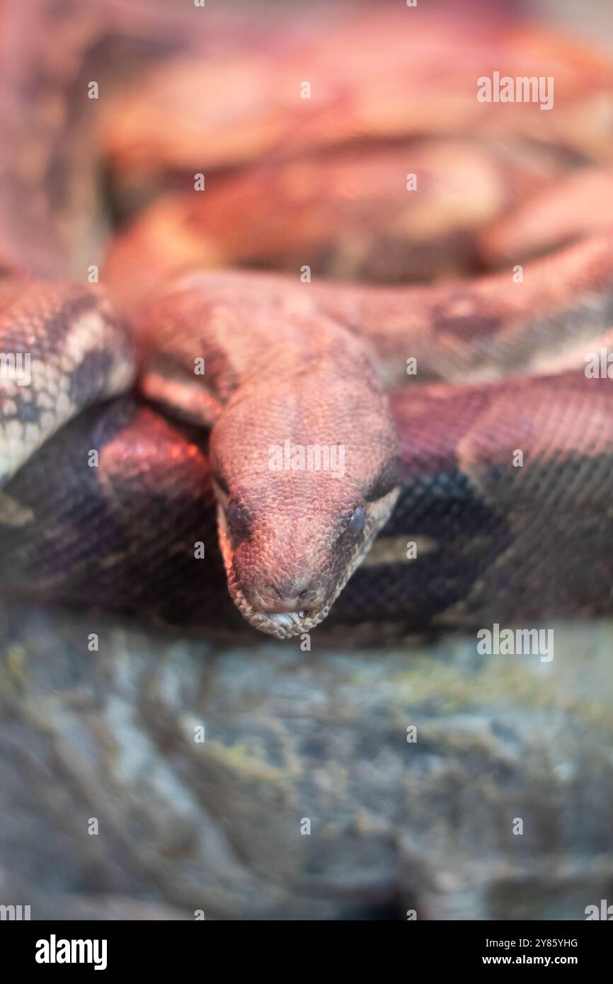 This stunning and captivating image showcases a python coiled elegantly ...