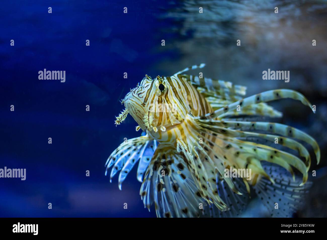 A fish that has an elongated tail is gracefully swimming through the ...