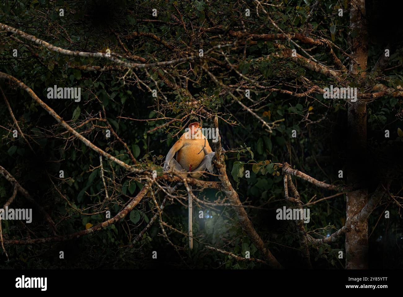 Proboscis monkey, Nasalis larvatus, in the nature habitat, Bako NP in ...