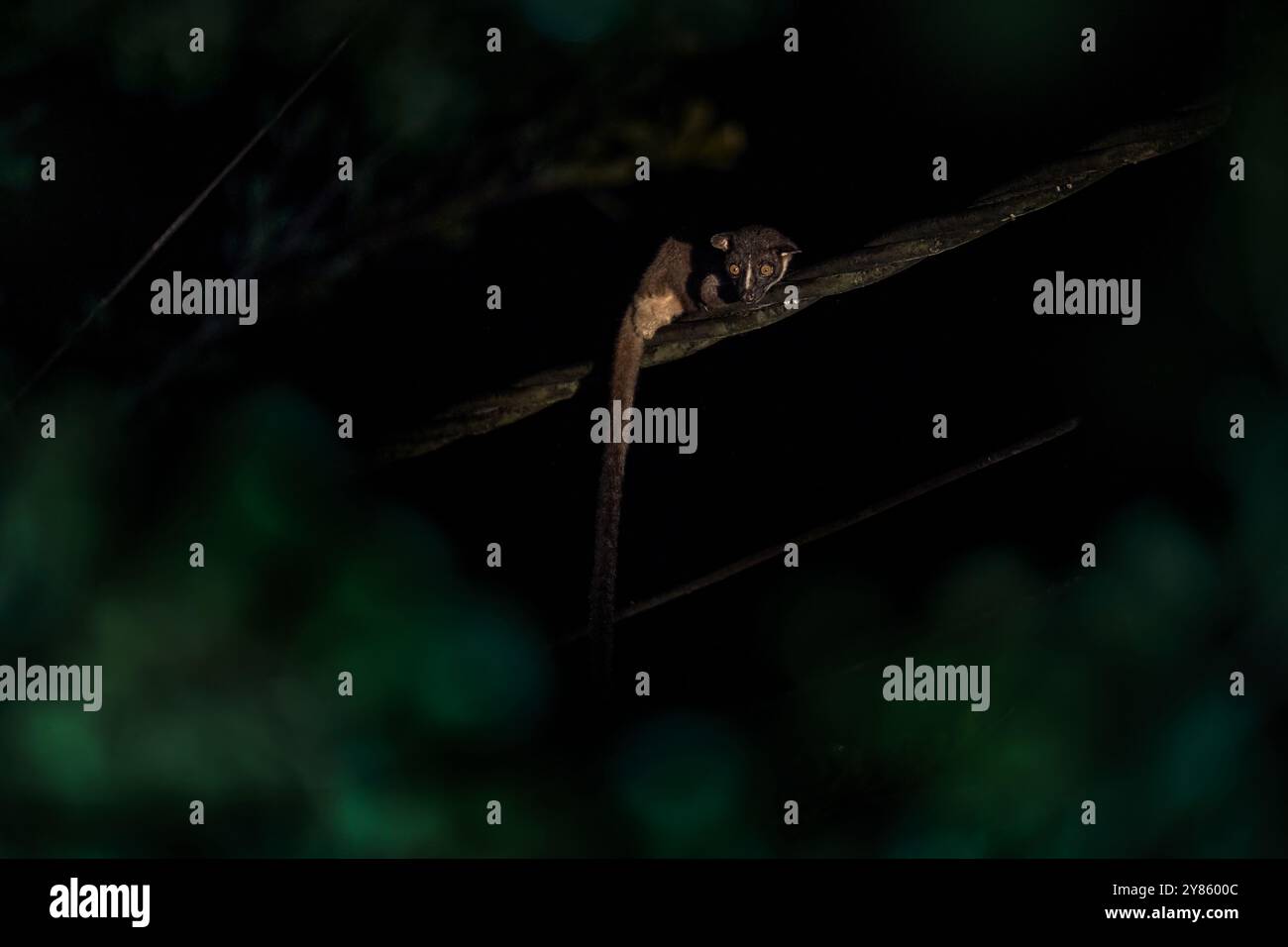 Borneo night wildlife. Small-toothed palm civet, Arctogalidia ...