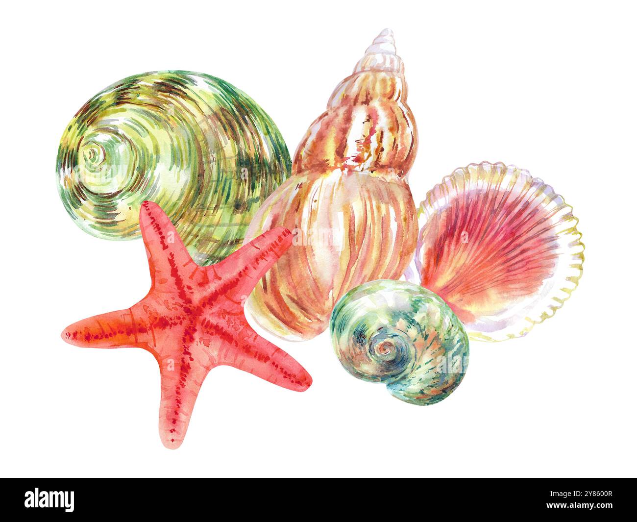 Seashell composition of Rosy Wolf snail, Calico Scallop, Turbo Moon ...