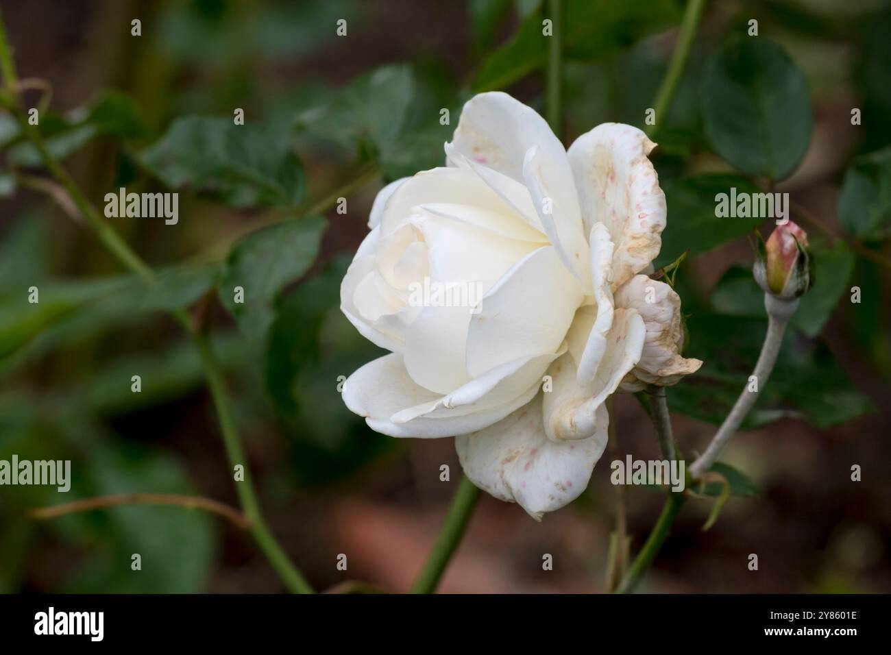 Iceberg and plants hi-res stock photography and images - Alamy