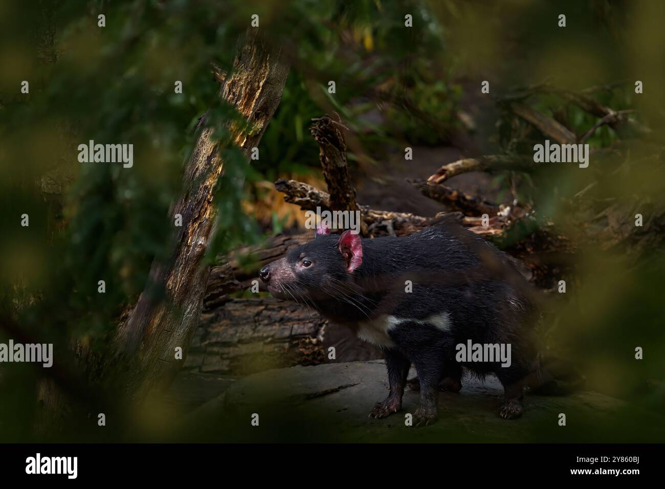 Tasmanian devil, Sarcophilus harrisii, carnivorous marsupial in the nature habitat. Rare animal ...