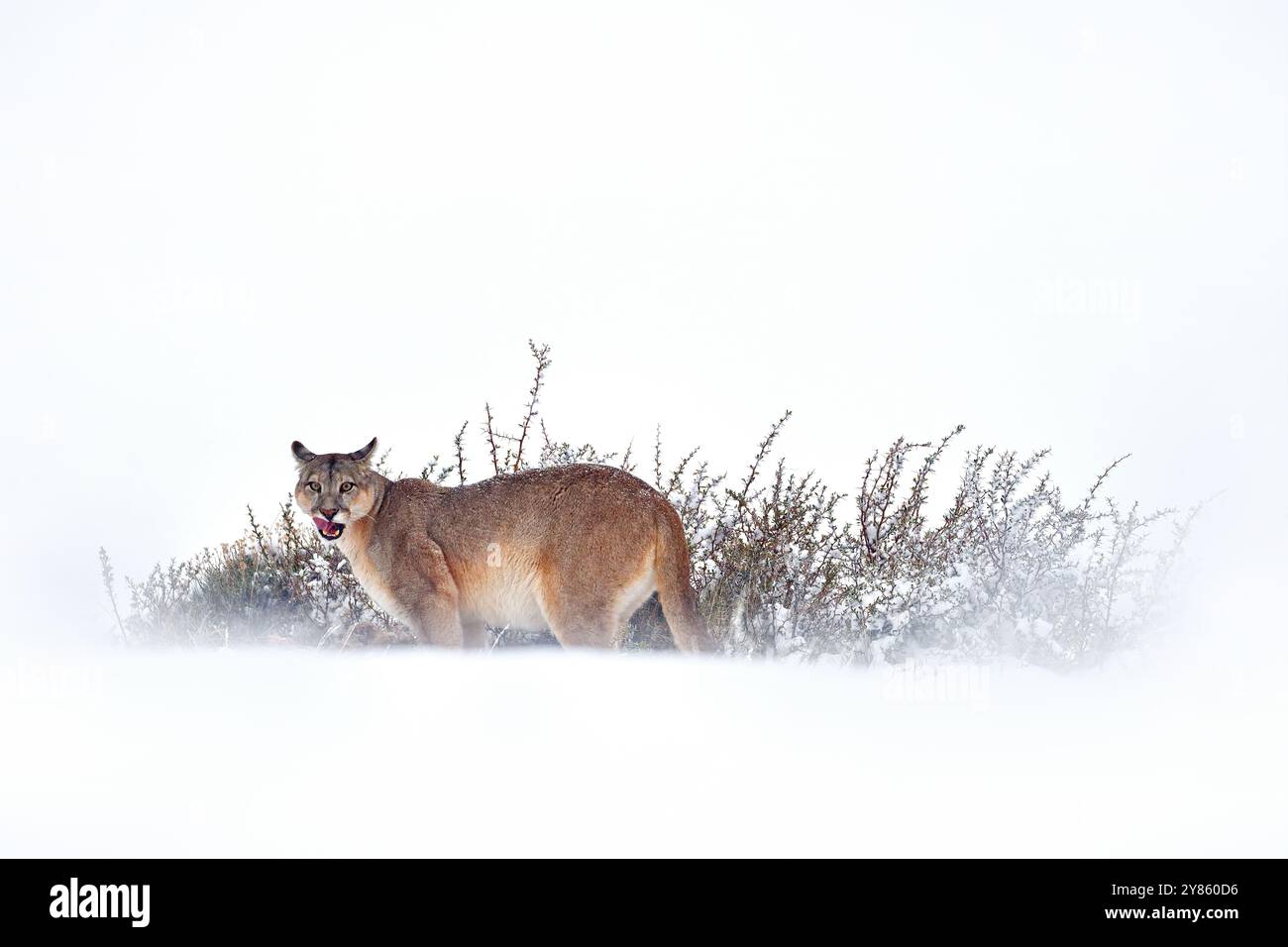 Wild big cat Cougar, Puma concolor, hidden portrait of dangerous animal ...