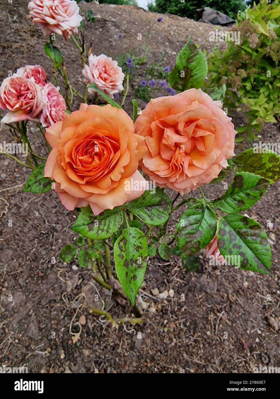 Diseased roses with spots on the leaves Stock Photo - Alamy