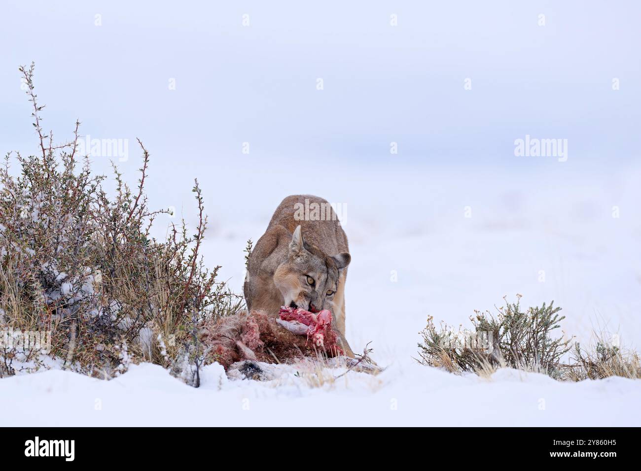 Puma catch lama guanaco, nature winter habitat with snow, Torres del ...