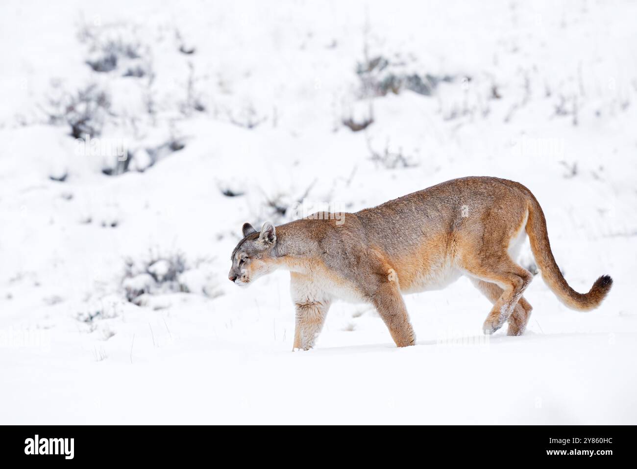 Puma catch lama guanaco, nature winter habitat with snow, Torres del ...