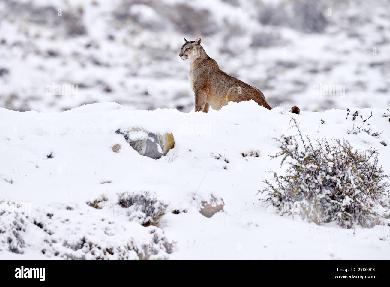 Wild puma nature winter habitat with snow, Torres del Paine, Chile. Big ...