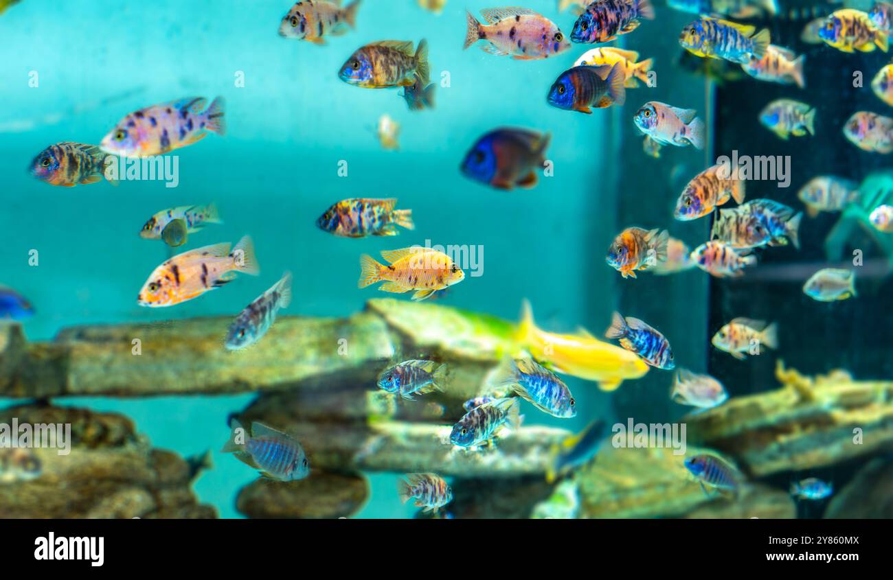 Colorful OB Peacock cichlids in freshwater aquarium. Aulonocara is an ...