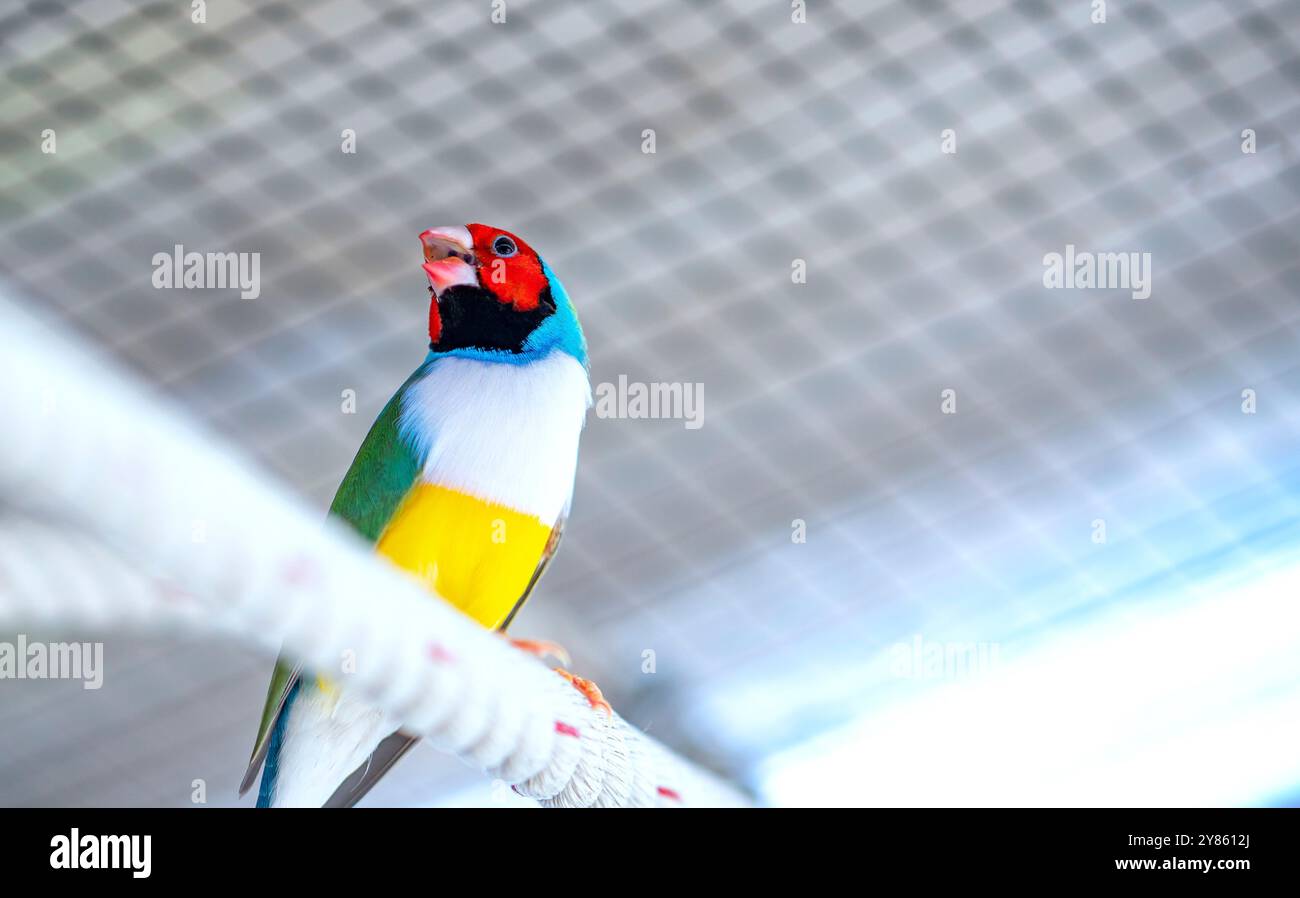 Beautiful multi colored Gouldian finch bird in ecological garden from ...
