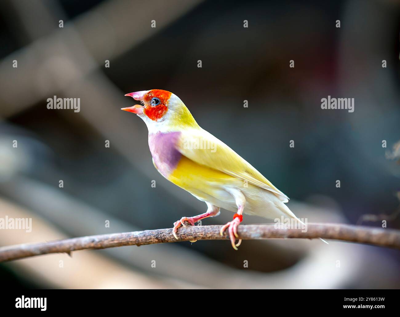 Beautiful multi colored Gouldian finch bird in ecological garden from ...