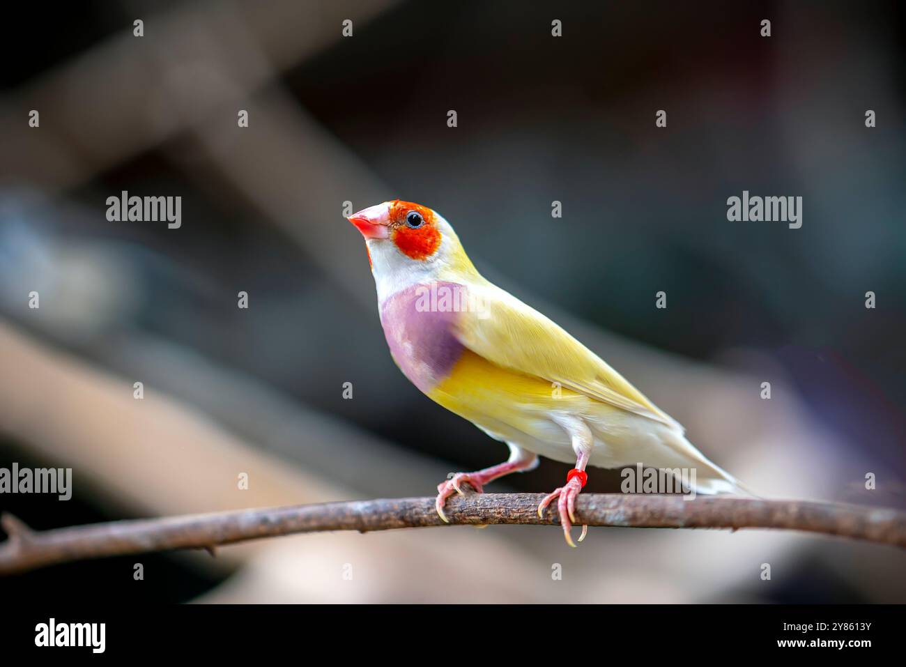 Beautiful multi colored Gouldian finch bird in ecological garden from ...