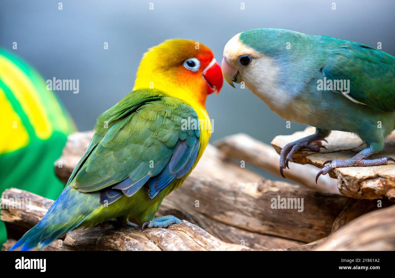 Two lovebird (Agapornis roseicollis) also known as rosy collared or ...