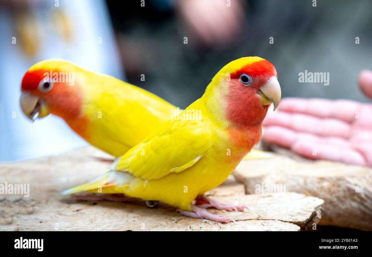 Two lovebird (Agapornis roseicollis) also known as rosy collared or ...