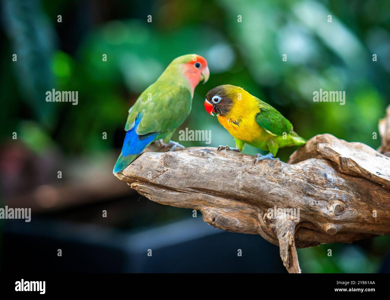 Two lovebird (Agapornis roseicollis) also known as rosy collared or ...