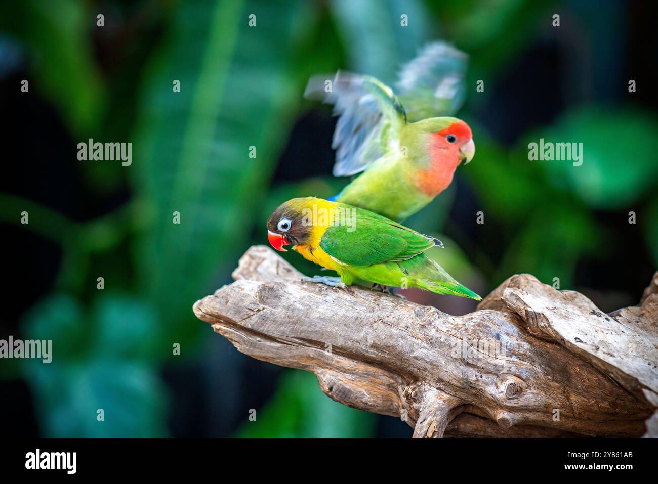 Two lovebird (Agapornis roseicollis) also known as rosy collared or ...