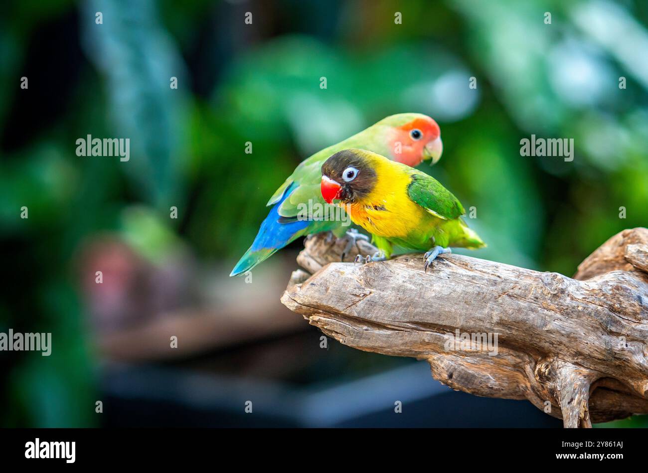 Two lovebird (Agapornis roseicollis) also known as rosy collared or ...