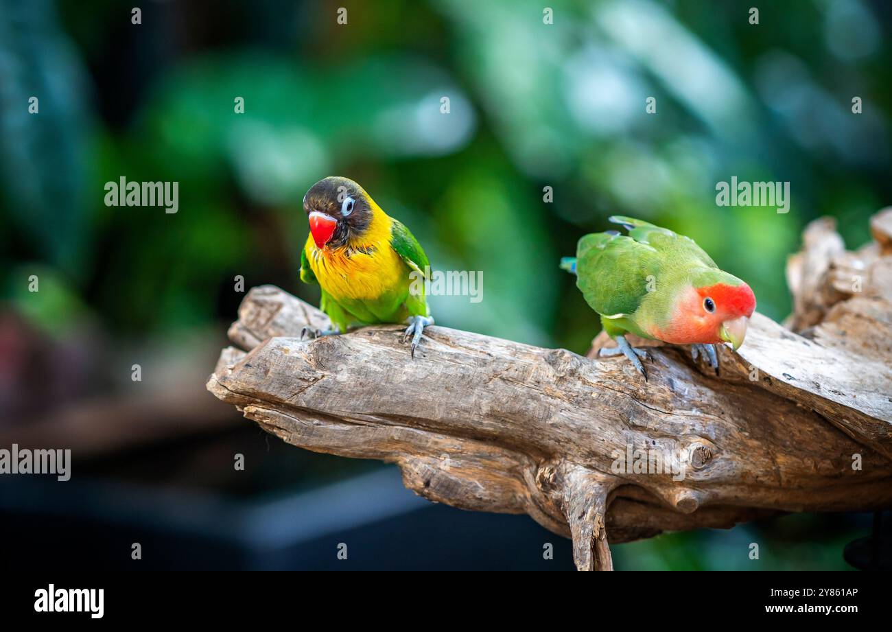 Two lovebird (Agapornis roseicollis) also known as rosy collared or ...