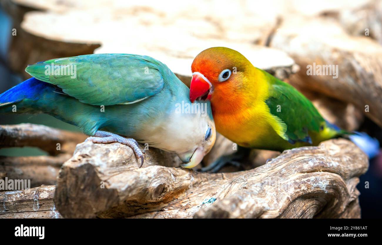 Two lovebird (Agapornis roseicollis) also known as rosy collared or ...