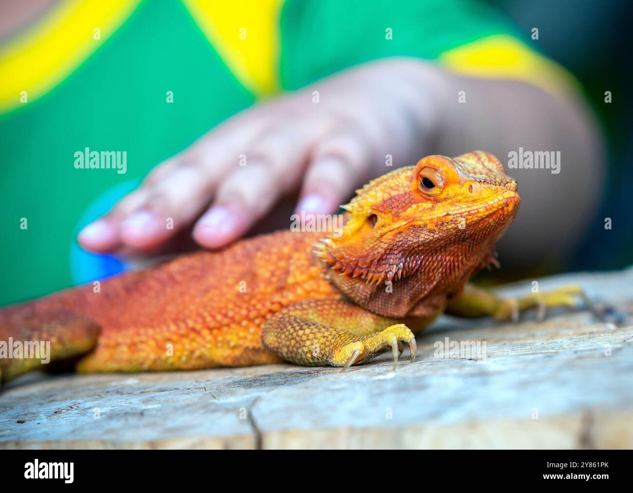 Bearded Dragon Hypo closeup on nature background, Bearded Dragon Red ...