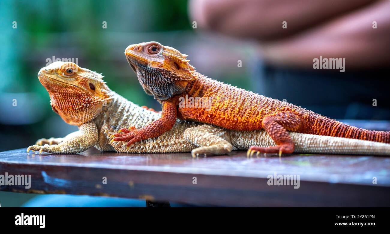 Bearded Dragon Hypo closeup on nature background, Bearded Dragon Red ...