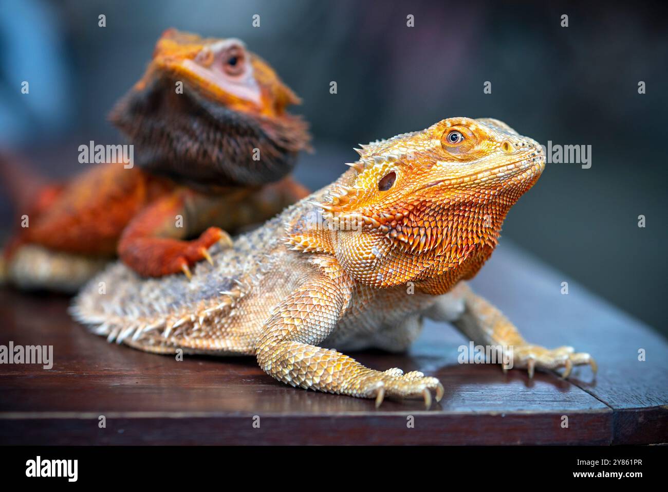 Bearded Dragon Hypo closeup on nature background, Bearded Dragon Red ...