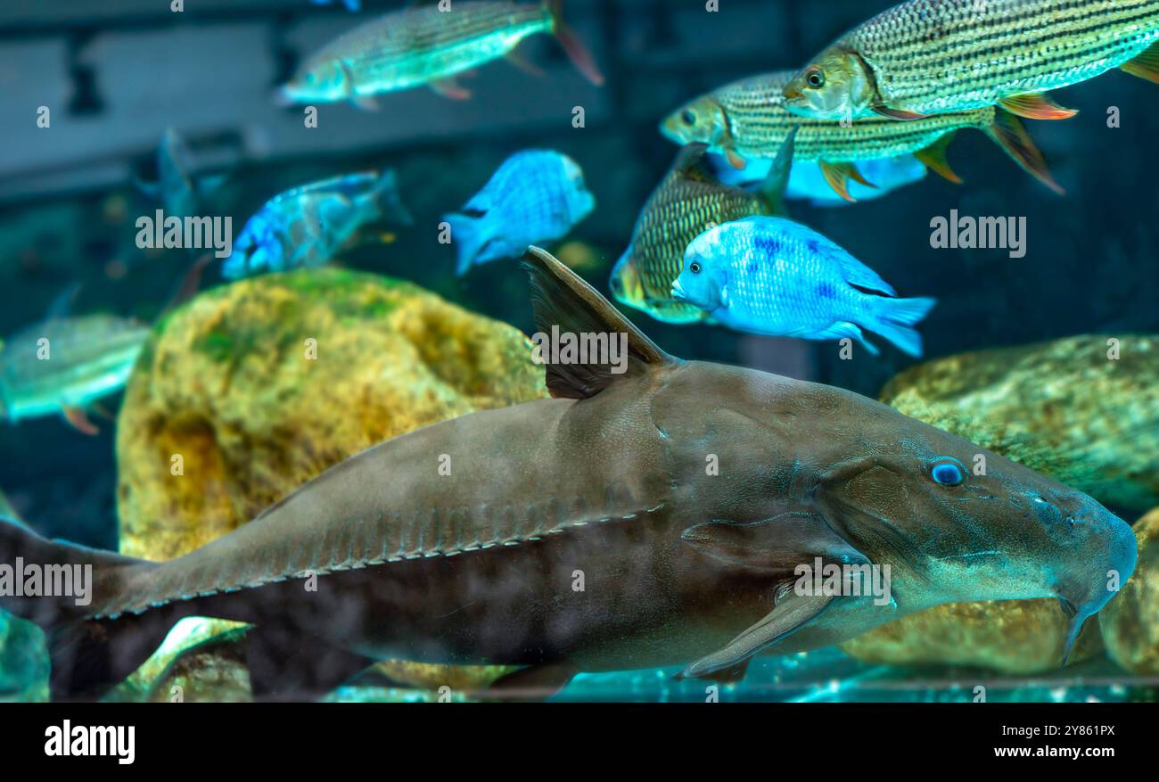 Ripsaw catfish (Oxydoras niger), also known as the plated catfish or ...