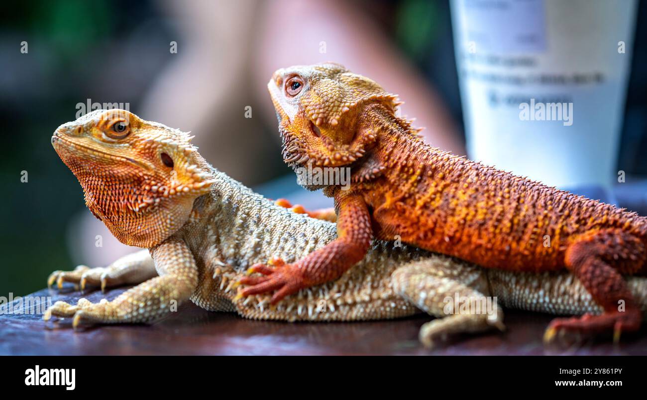 Bearded Dragon Hypo closeup on nature background, Bearded Dragon Red ...