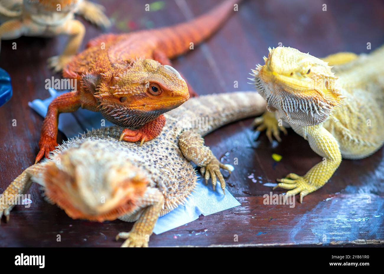 Bearded Dragon Hypo closeup on nature background, Bearded Dragon Red ...