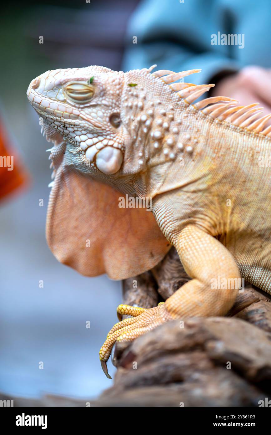 Common iguana reptile is resting on a tree in its habitat. The male ...