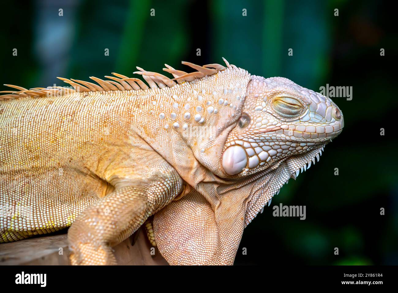 Bearded Dragon Hypo closeup on nature background, Bearded Dragon Red ...