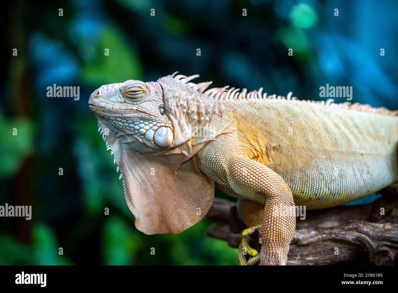 Common iguana reptile is resting on a tree in its habitat. The male ...