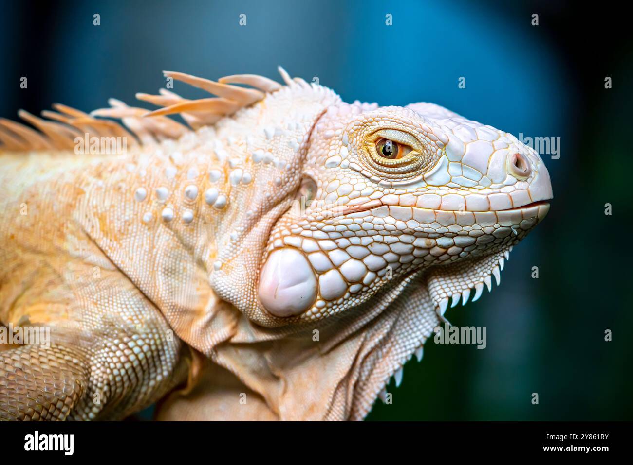 Common iguana reptile is resting on a tree in its habitat. The male ...