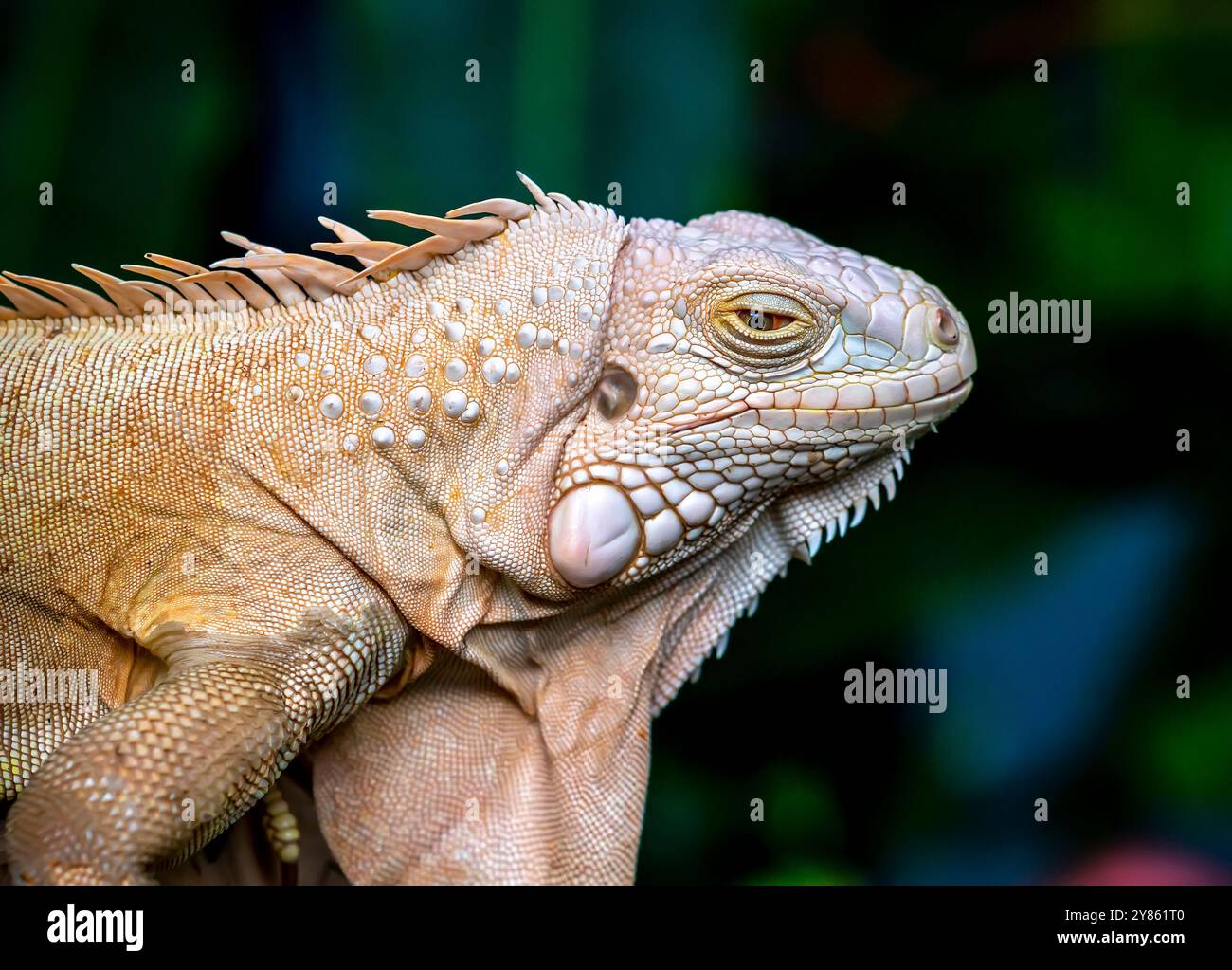 Common iguana reptile is resting on a tree in its habitat. The male ...