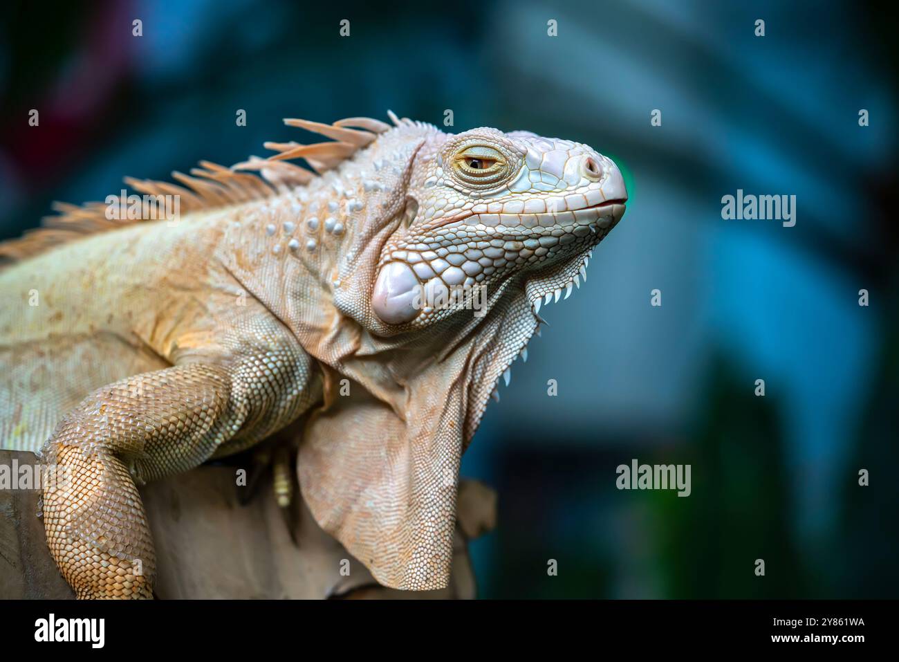 Common iguana reptile is resting on a tree in its habitat. The male ...
