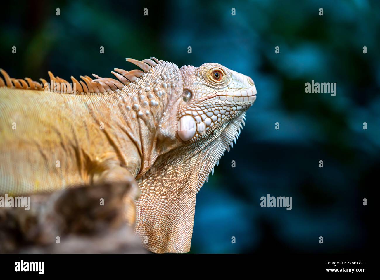 Common iguana reptile is resting on a tree in its habitat. The male ...