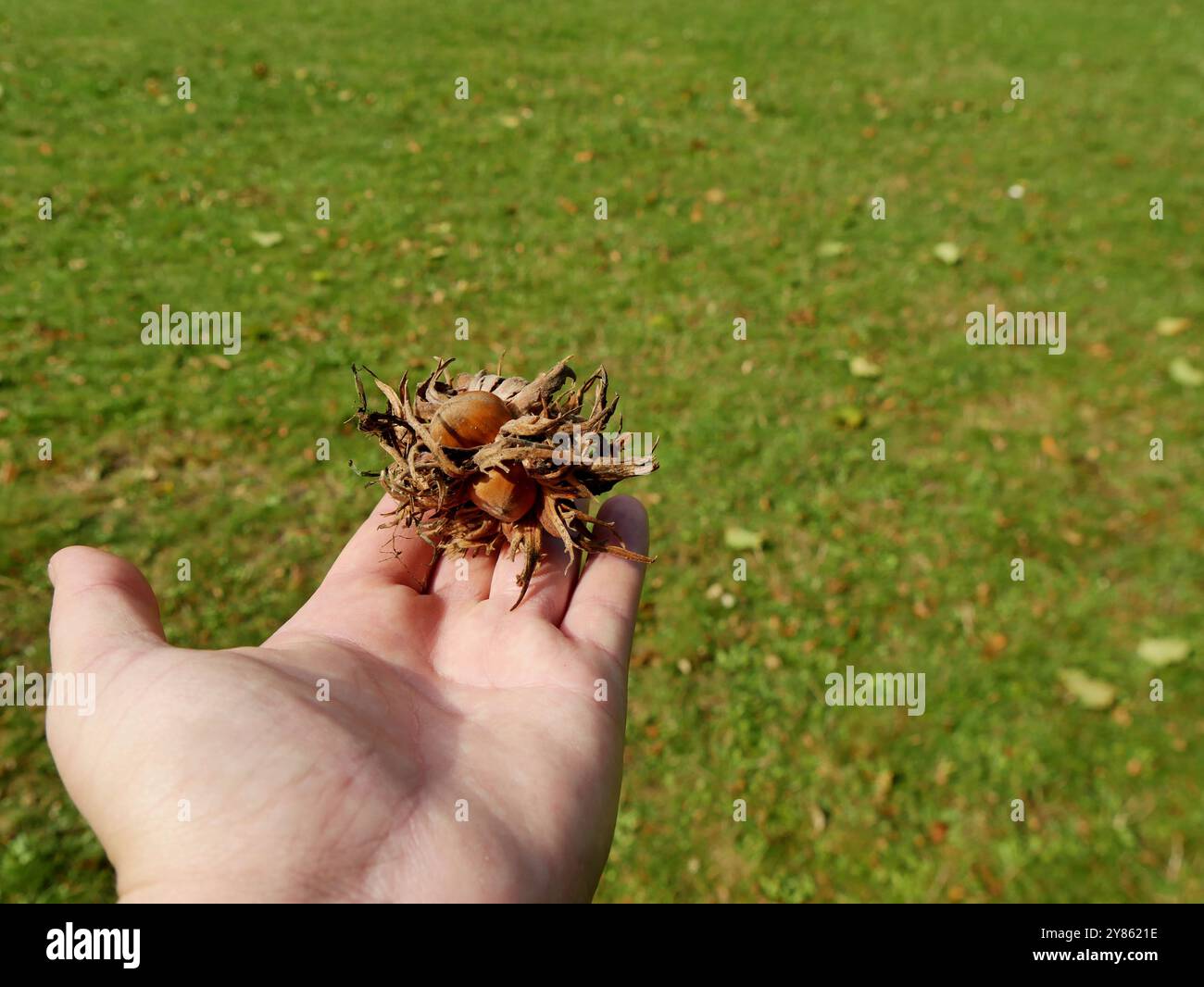 Corylus colurna hi-res stock photography and images - Alamy