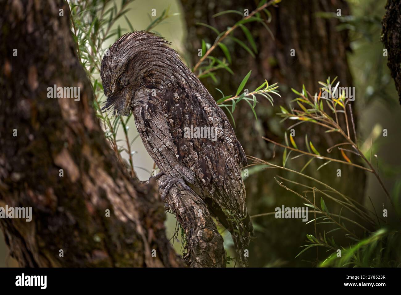 Tawny frogmouth, Podargus strigoides, frogmouth bird native to the ...