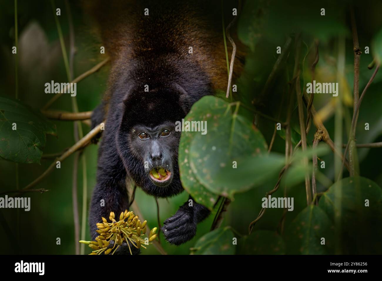 Nature in Costa Rica, monkey. Black monkey Mantled Howler Monkey ...