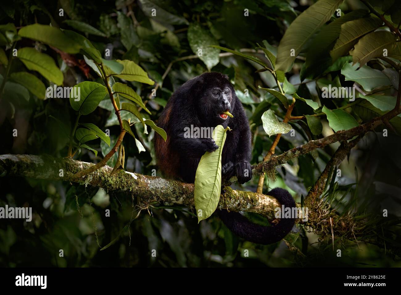 Nature in Costa Rica, monkey. Black monkey Mantled Howler Monkey ...