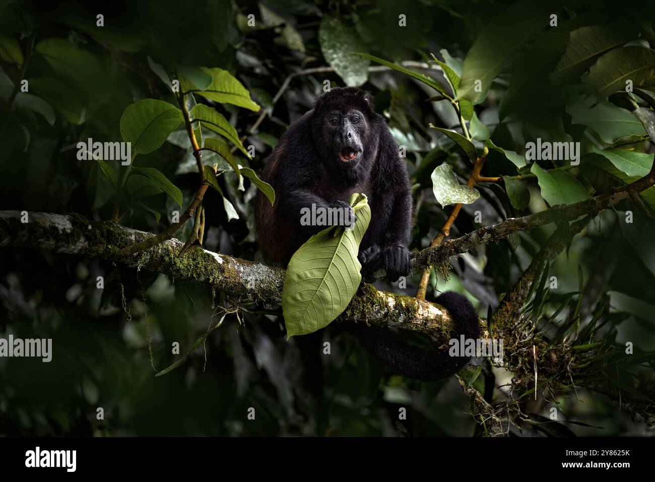 Nature in Costa Rica, monkey. Black monkey Mantled Howler Monkey ...