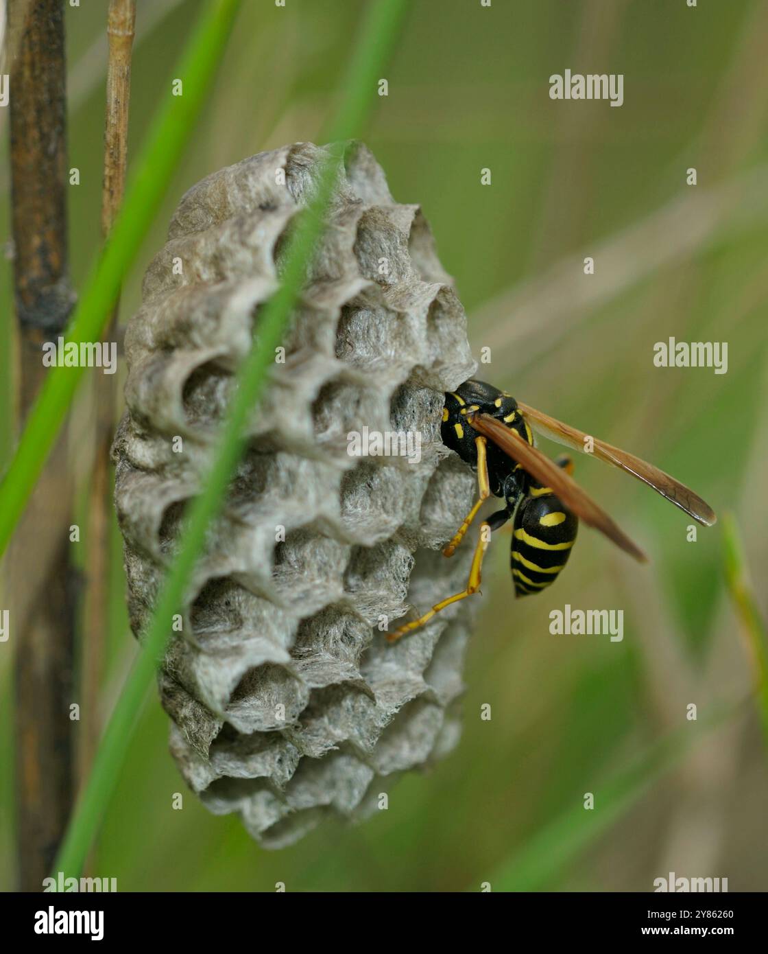 Wasp checking its nest combs offspring, forest Stock Photo - Alamy