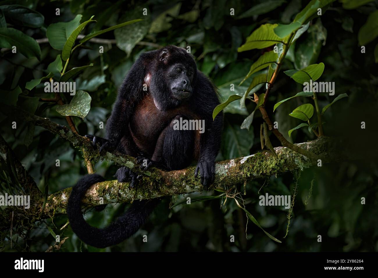 Nature in Costa Rica, monkey. Black monkey Mantled Howler Monkey ...