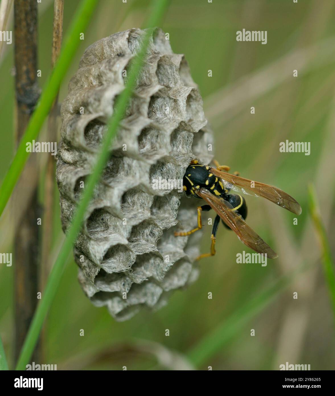 Wasp checking its nest combs offspring, forest Stock Photo - Alamy