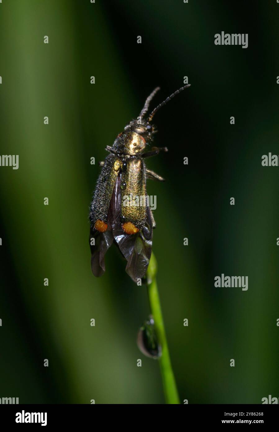 Malachite beetle, Malachius bipustulatus, spreading its wings ready to ...